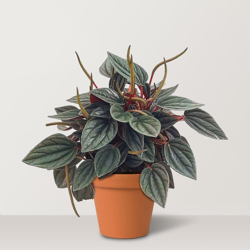 Emerald Ripple Pepper (Peperomia caperata 'Rosso') – Bostan Al Jazeera
