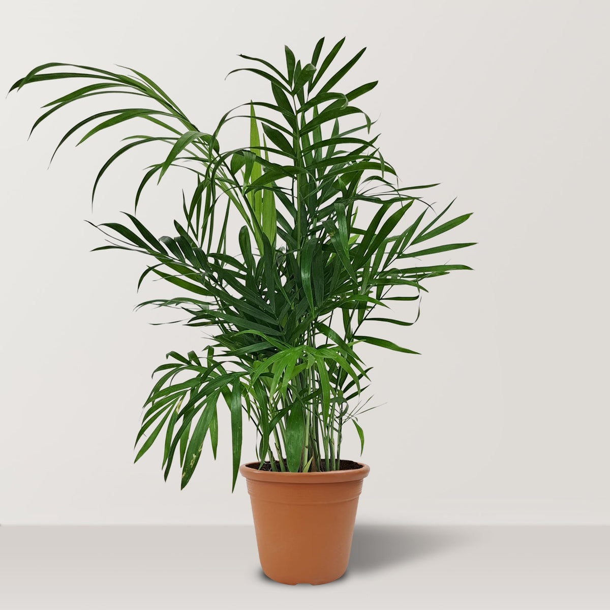 Mini Chamaedorea Elegans | Indoor Plants Riyadh | Bostan
