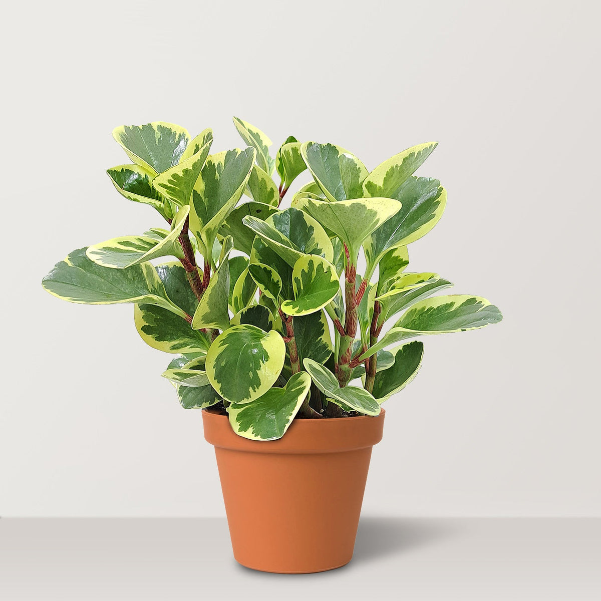 Pepper Face Plant (Peperomia obtusifolia) | Indoor Plants Riyadh – Bostan